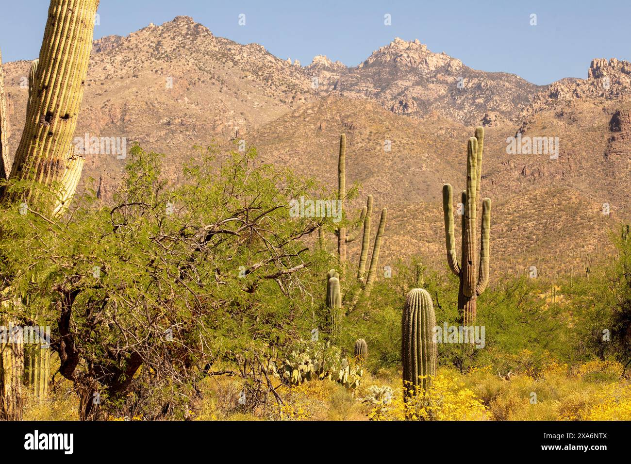 Majestic Saguaro, Saˈɣwaɾo, Carnegiea Gigantea, standing in glorious ...