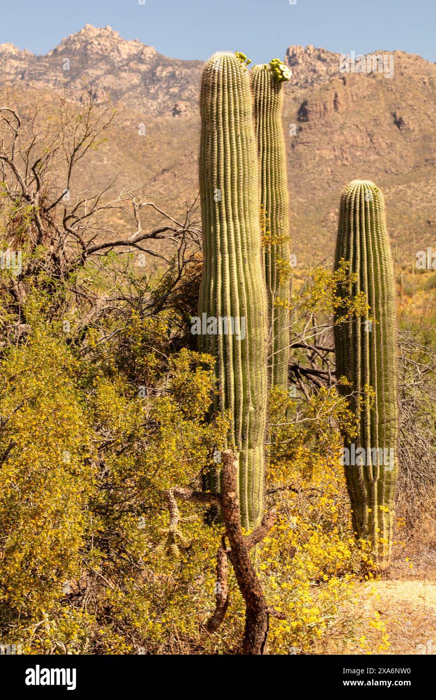 Majestic Saguaro, Saˈɣwaɾo, Carnegiea Gigantea, standing in glorious ...