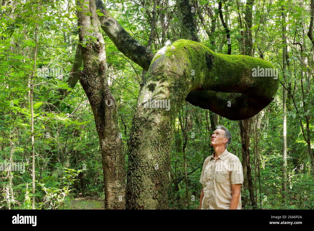 A biologist inspecting the crooked tree trunk of the Anigic Tree in ...