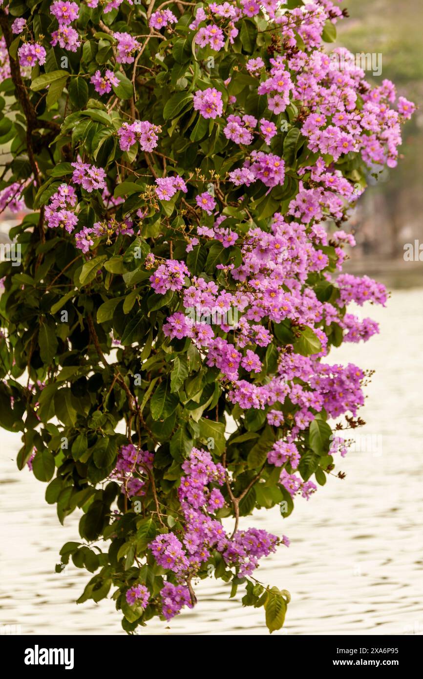Stunning Crape myrtle, Purple Lagerstroemia indica, in Hanoi Old Town ...
