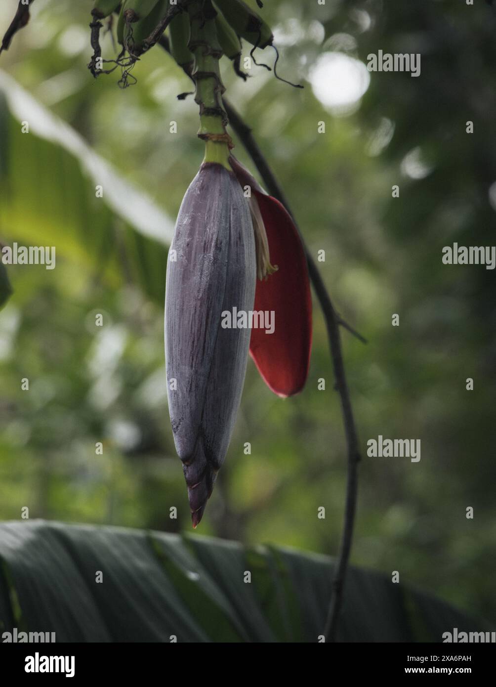 A blooming banana plant in Reunion Island Stock Photo - Alamy