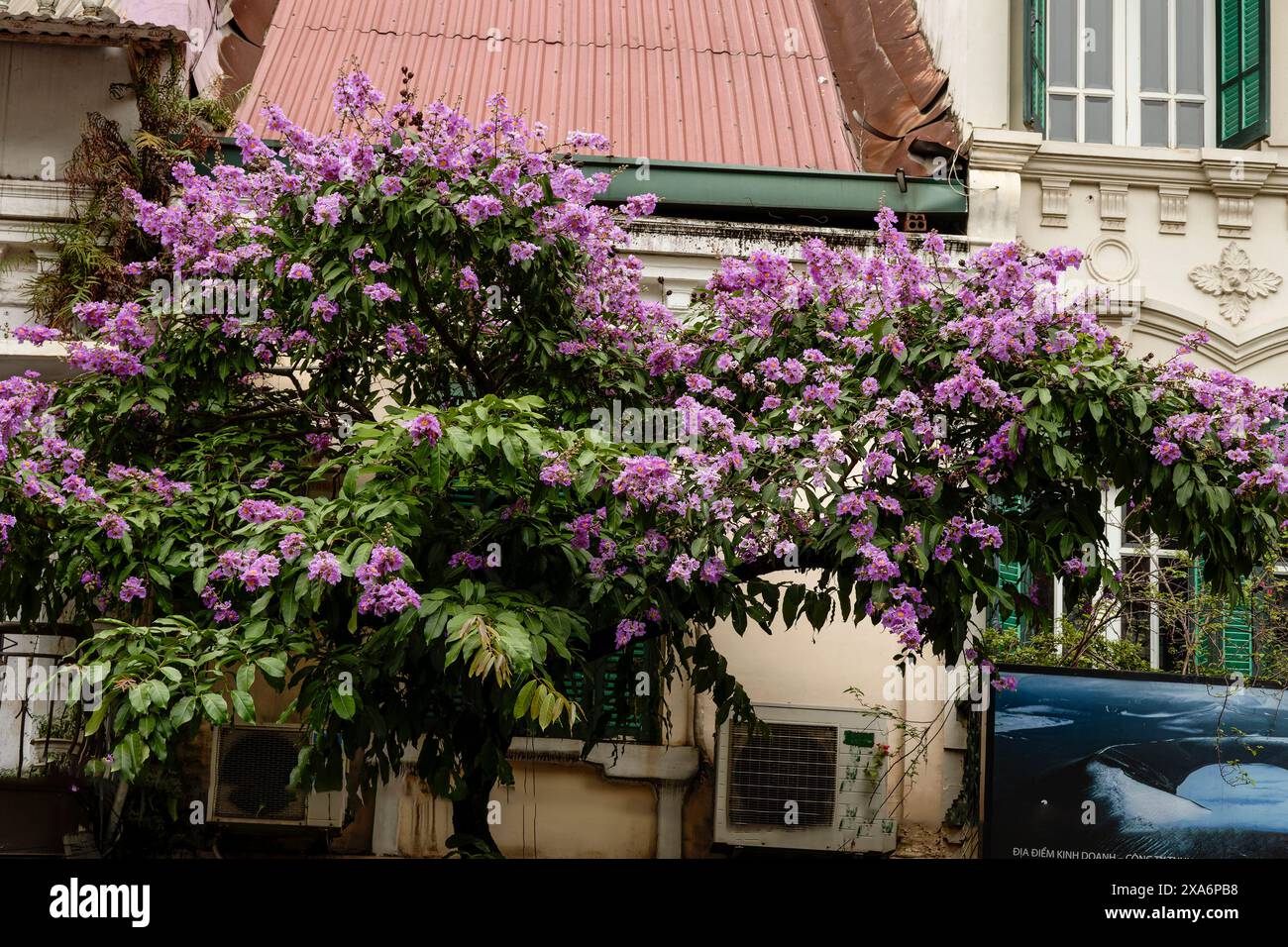 Stunning Crape myrtle, Purple Lagerstroemia indica, in Hanoi Old Town ...