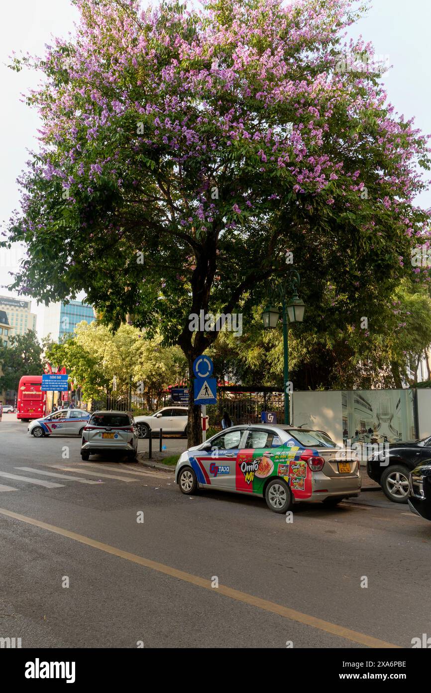 Stunning Crape myrtle, Purple Lagerstroemia indica, in Hanoi Old Town ...