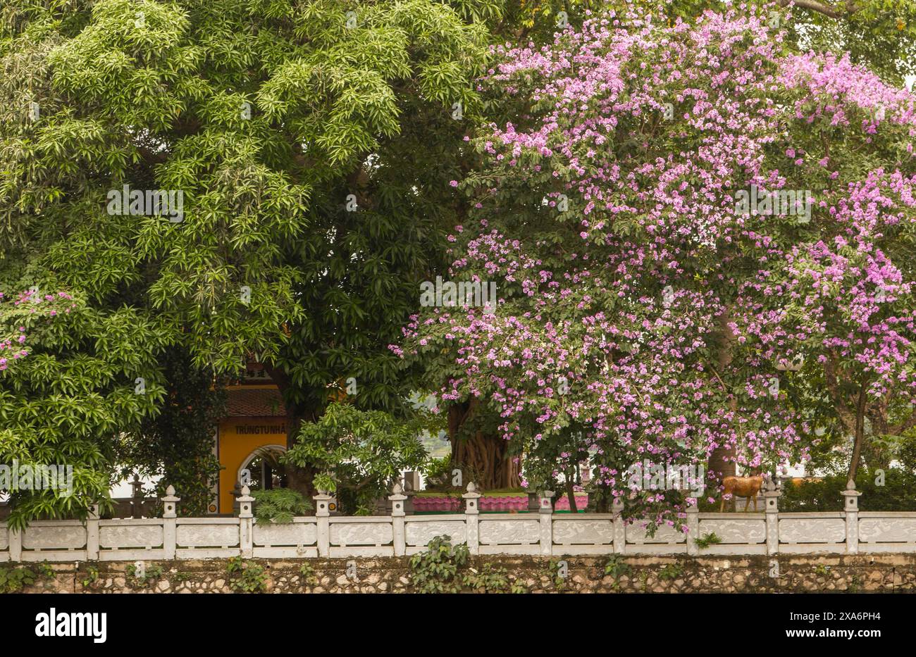 Stunning Crape myrtle, Purple Lagerstroemia indica, in Hanoi Old Town ...