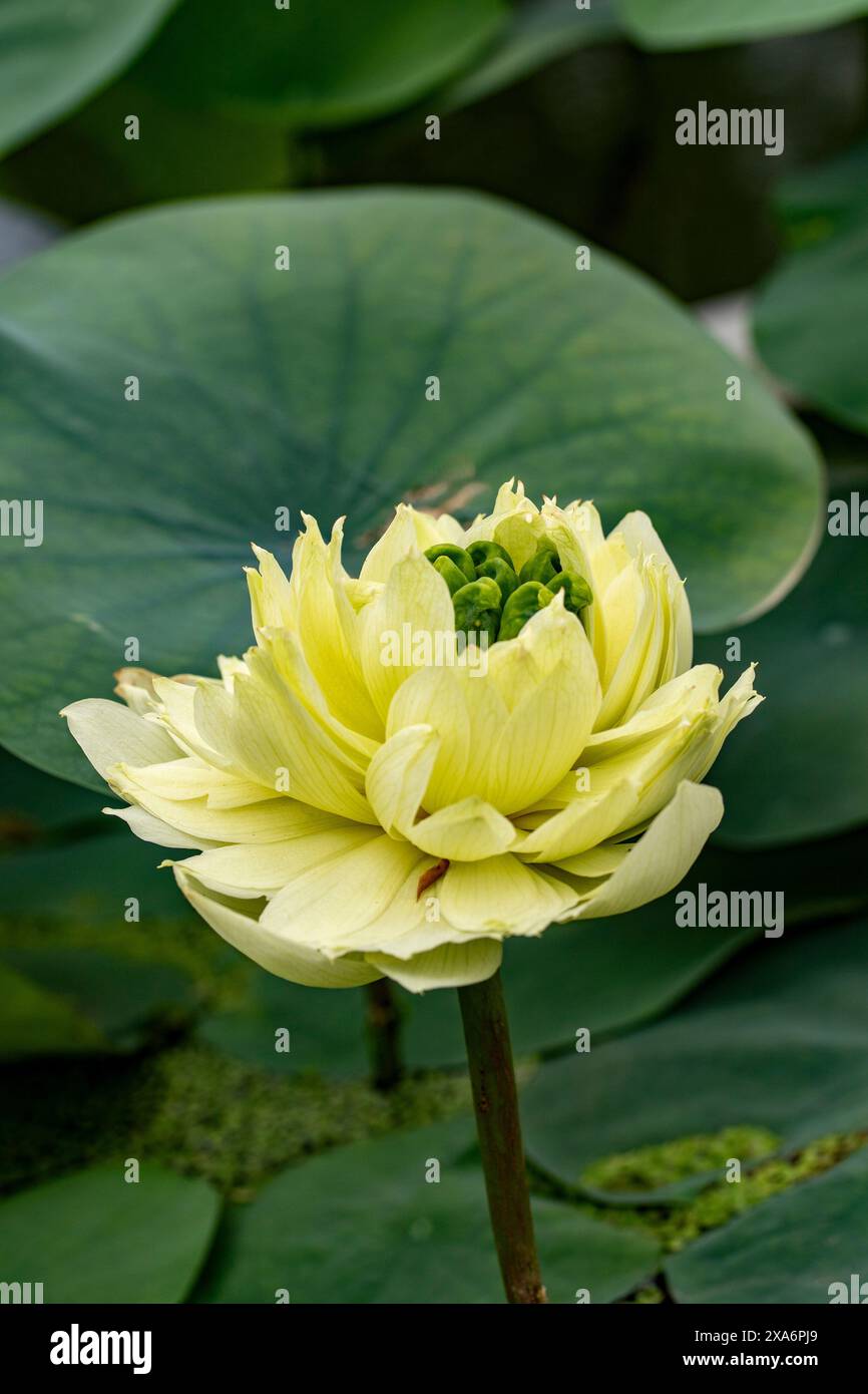 Compelling, Dazzling, Excellent, Intriguing natural close up, high ...
