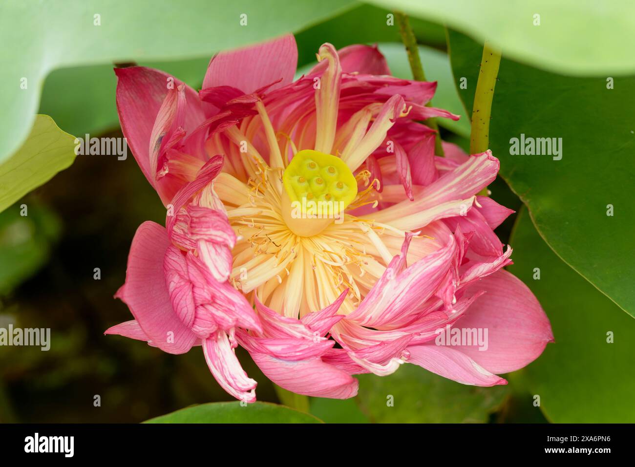 Compelling, Dazzling, Excellent, Intriguing natural close up, high ...