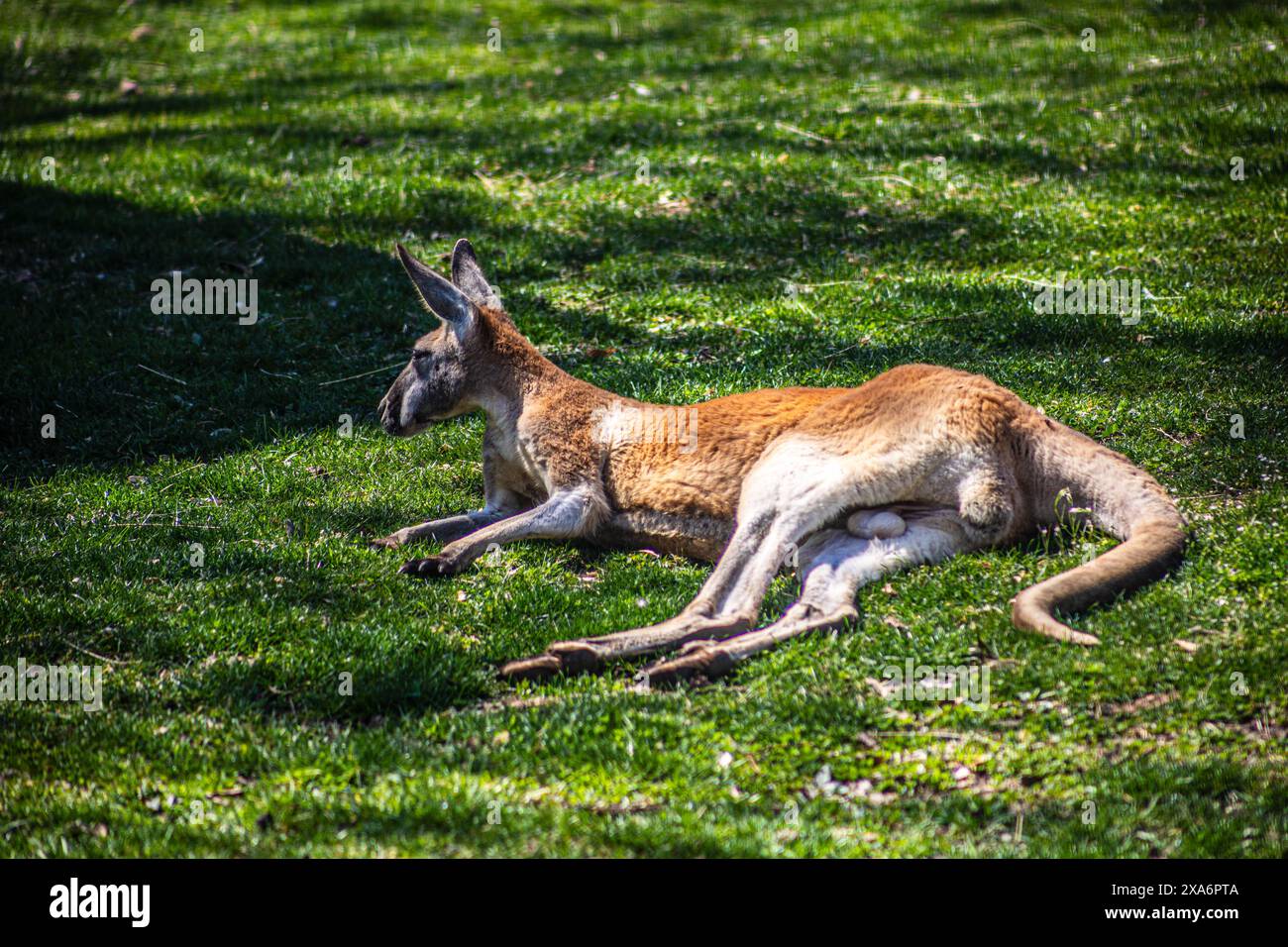 A kangaroo resting in grass with mouth agape Stock Photo - Alamy