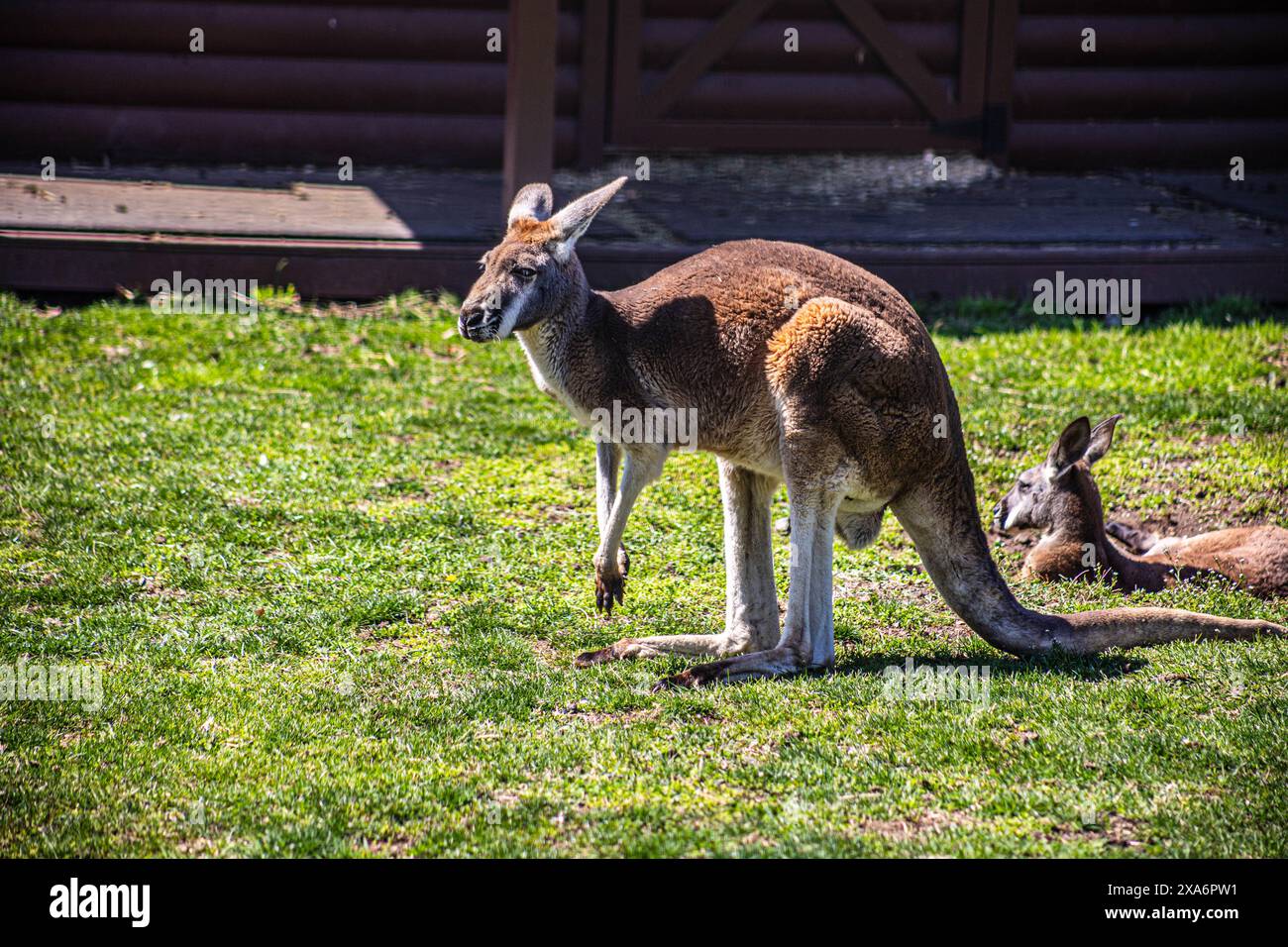 Urban kangaroo hi-res stock photography and images - Alamy