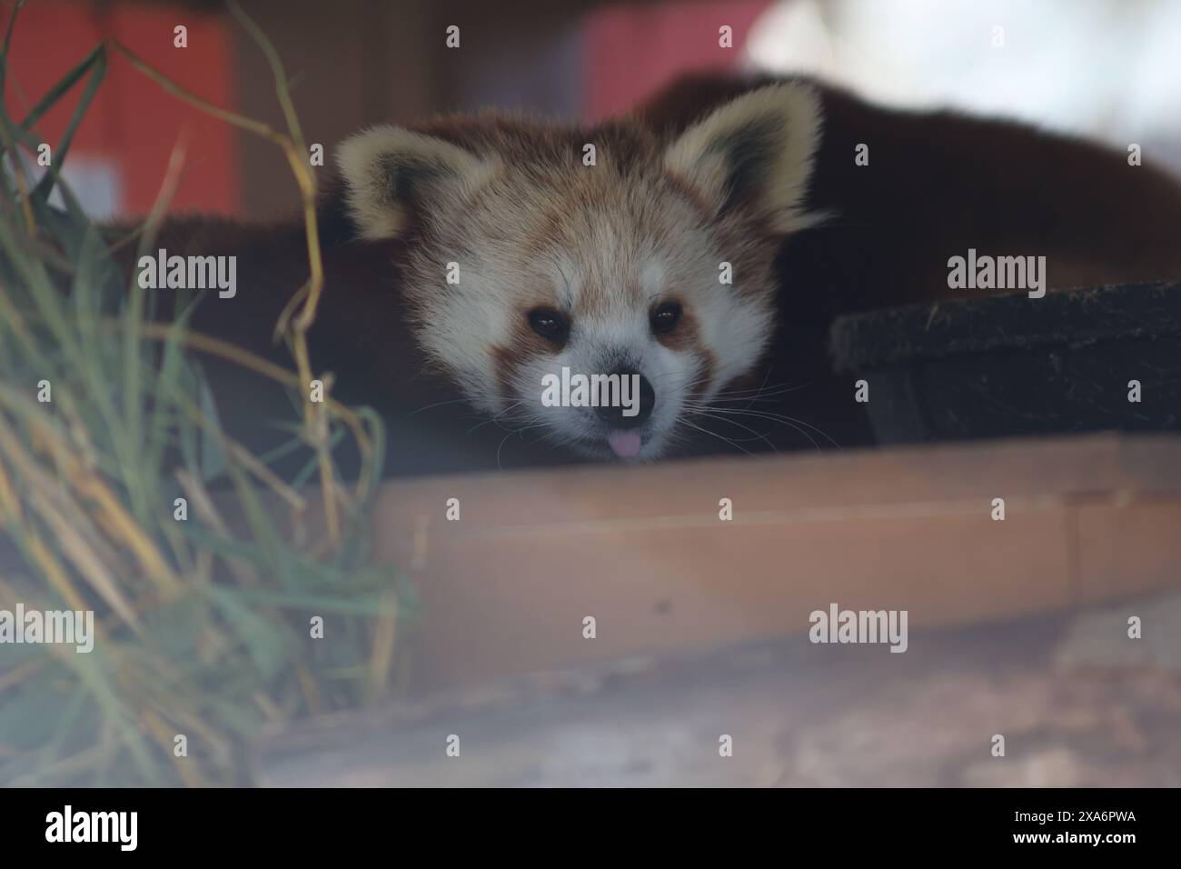 A curious red panda peeking out from behind a ceramic pot Stock Photo ...