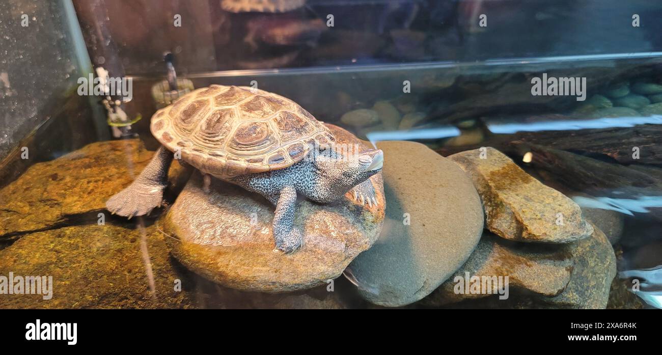 Freshwater turtle conservation hi-res stock photography and images - Alamy