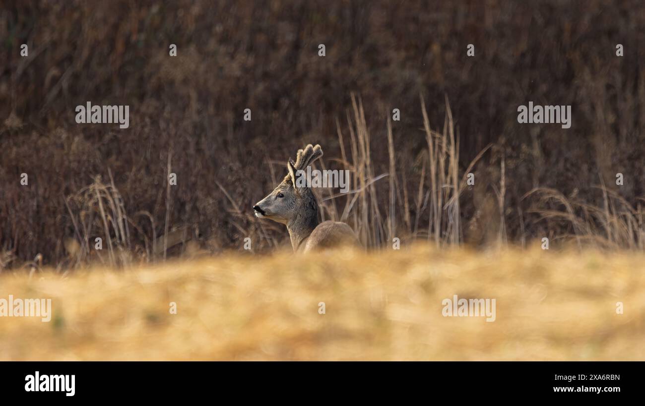 A doe with fuzzy small antlers behind a dry brown field Stock Photo - Alamy