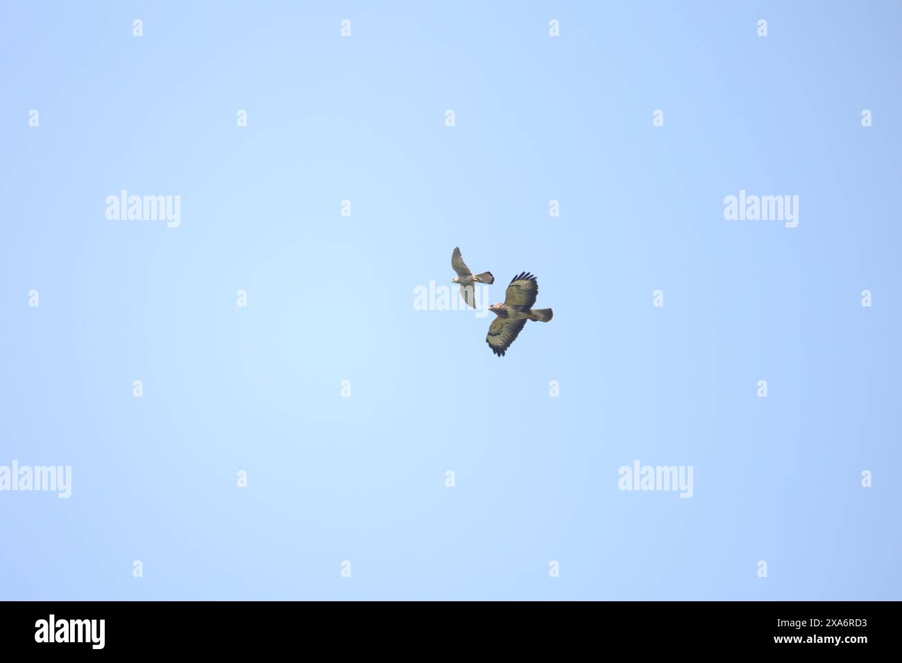 Two birds soaring closely together in the sky Stock Photo - Alamy