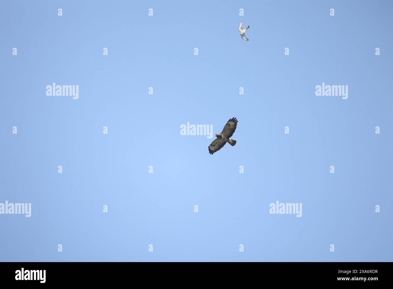 Two birds flying close together in the sky Stock Photo - Alamy