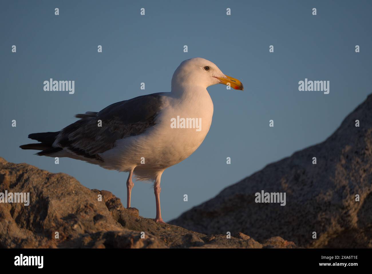 A seagull resting on rocks during sunset on an island Stock Photo - Alamy