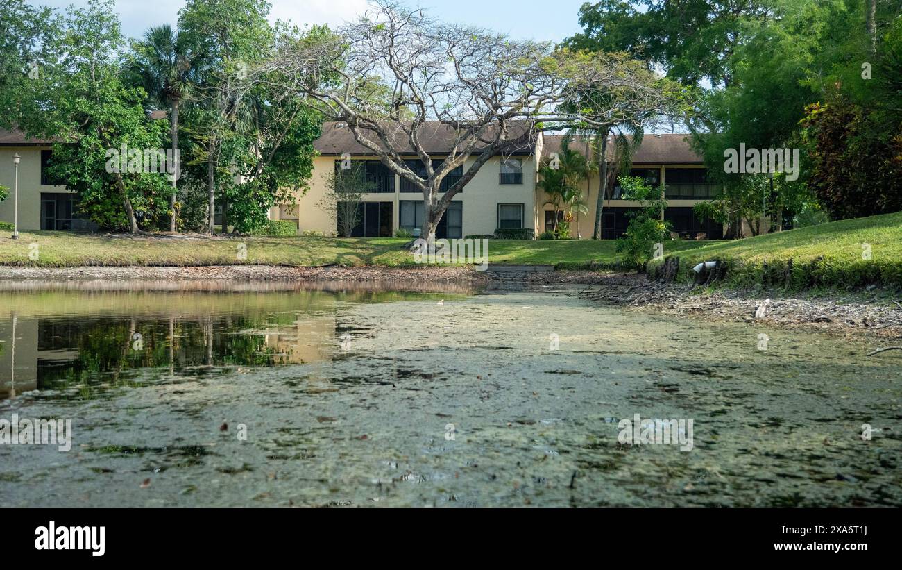 The Swamp water pond lake Algae Stock Photo - Alamy
