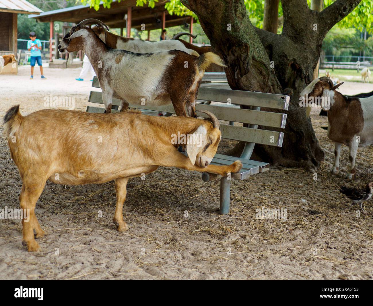 Goat standing on hind legs hi-res stock photography and images - Alamy