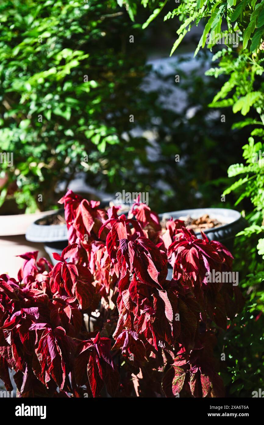 A Garden in a residential neighborhood in Doha, Qatar Stock Photo - Alamy