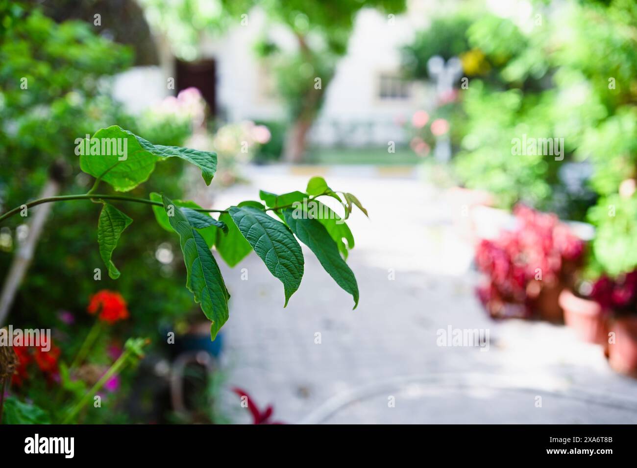A Garden in a residential neighborhood in Doha, Qatar Stock Photo - Alamy