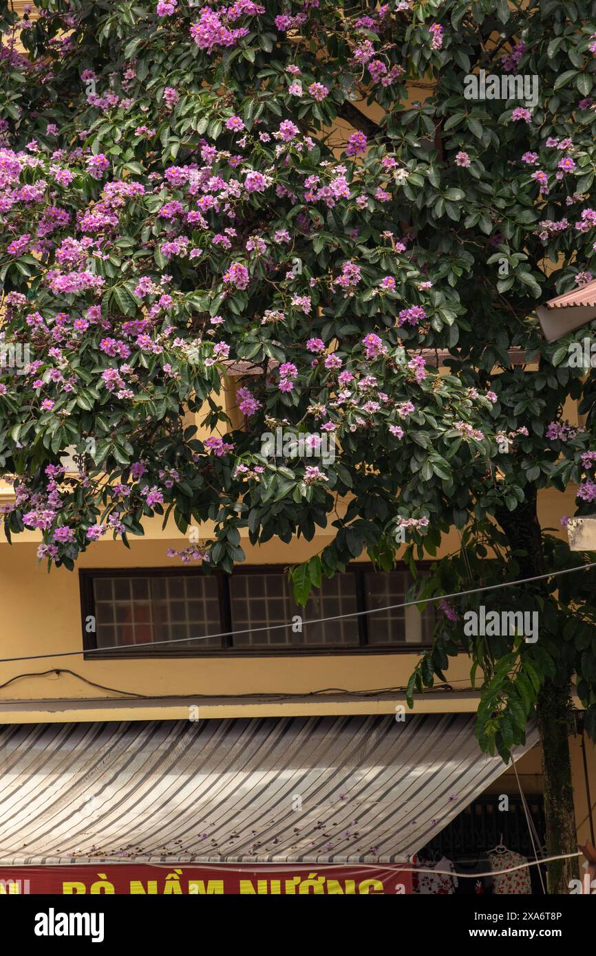 Stunning Crape myrtle, Purple Lagerstroemia indica, in Hanoi Old Town ...