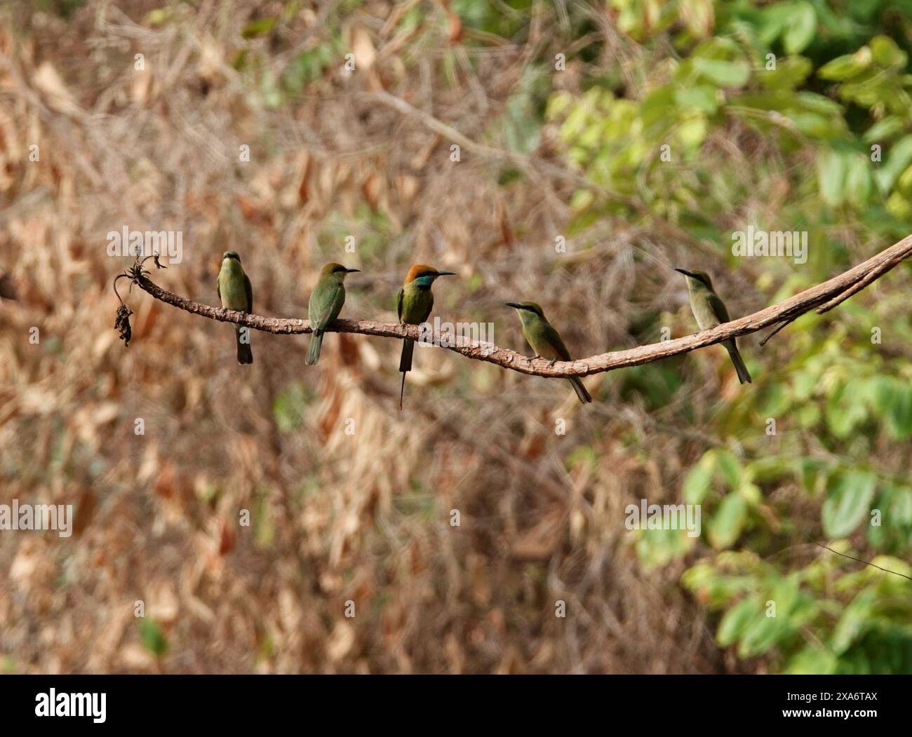 A flock of green bee-eaters (Merops orientalis) on a branch Stock Photo ...
