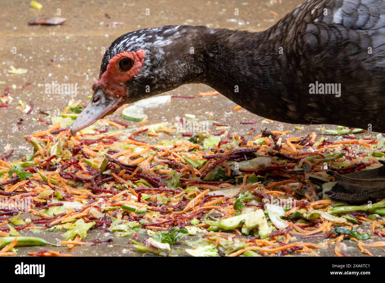 A Domestic Muscovy duck gazing at food on the ground Stock Photo - Alamy