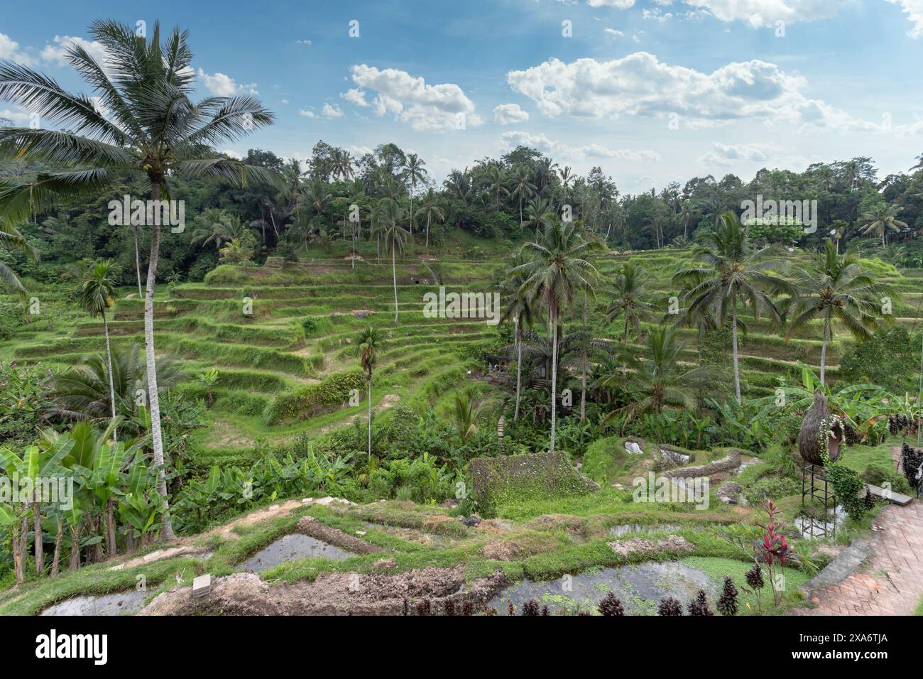 The scenic Tegalalang Rice Terrace in Ubud, Bali Stock Photo - Alamy