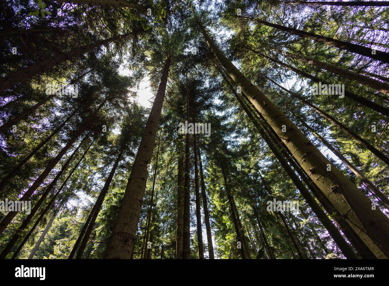 Dense cluster of trees hi-res stock photography and images - Alamy