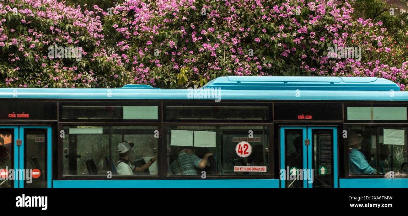 Stunning Crape myrtle, Purple Lagerstroemia indica, in Hanoi Old Town ...