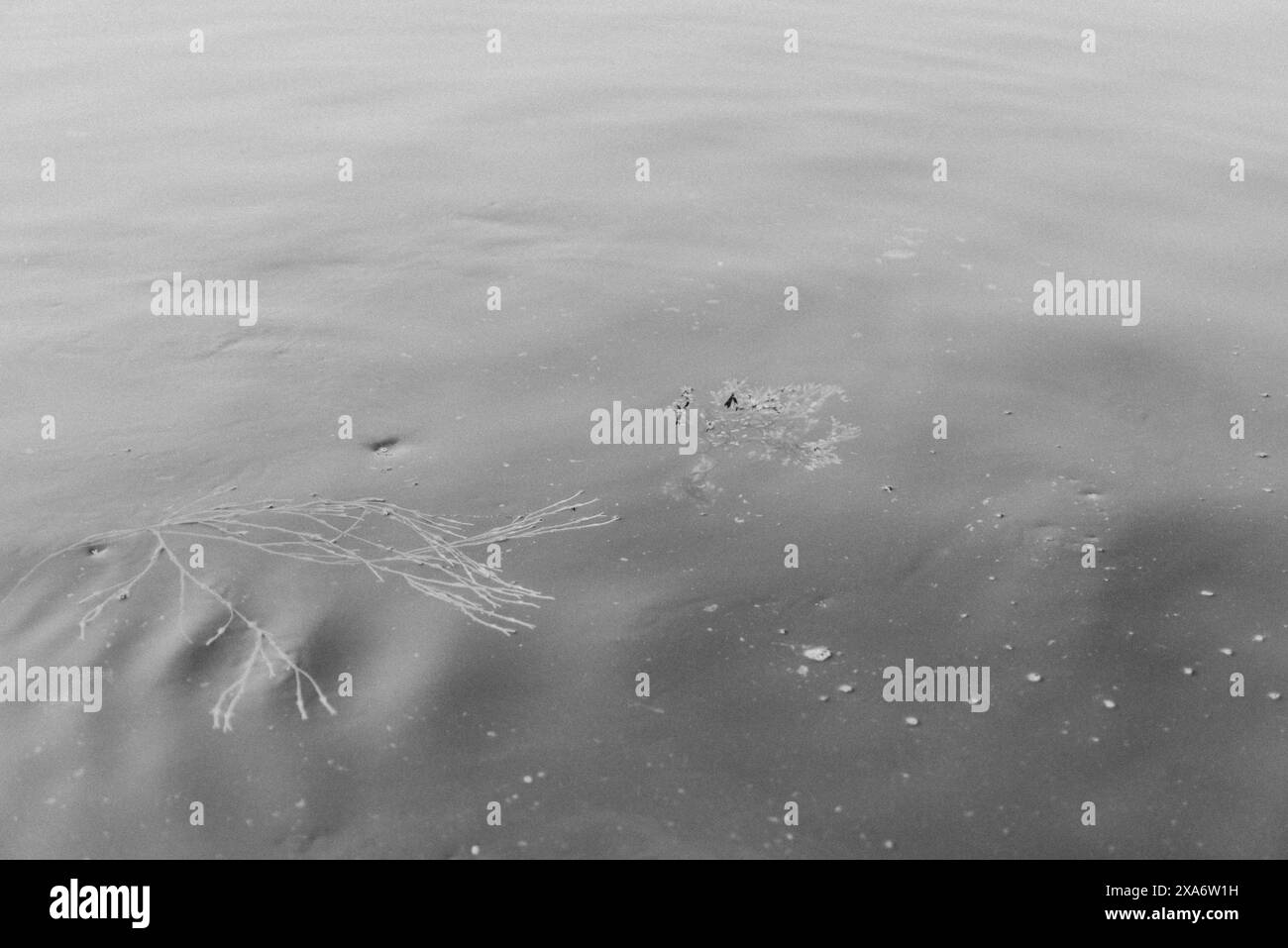 A grayscale of the ocean water with kelp floating near the surface in ...