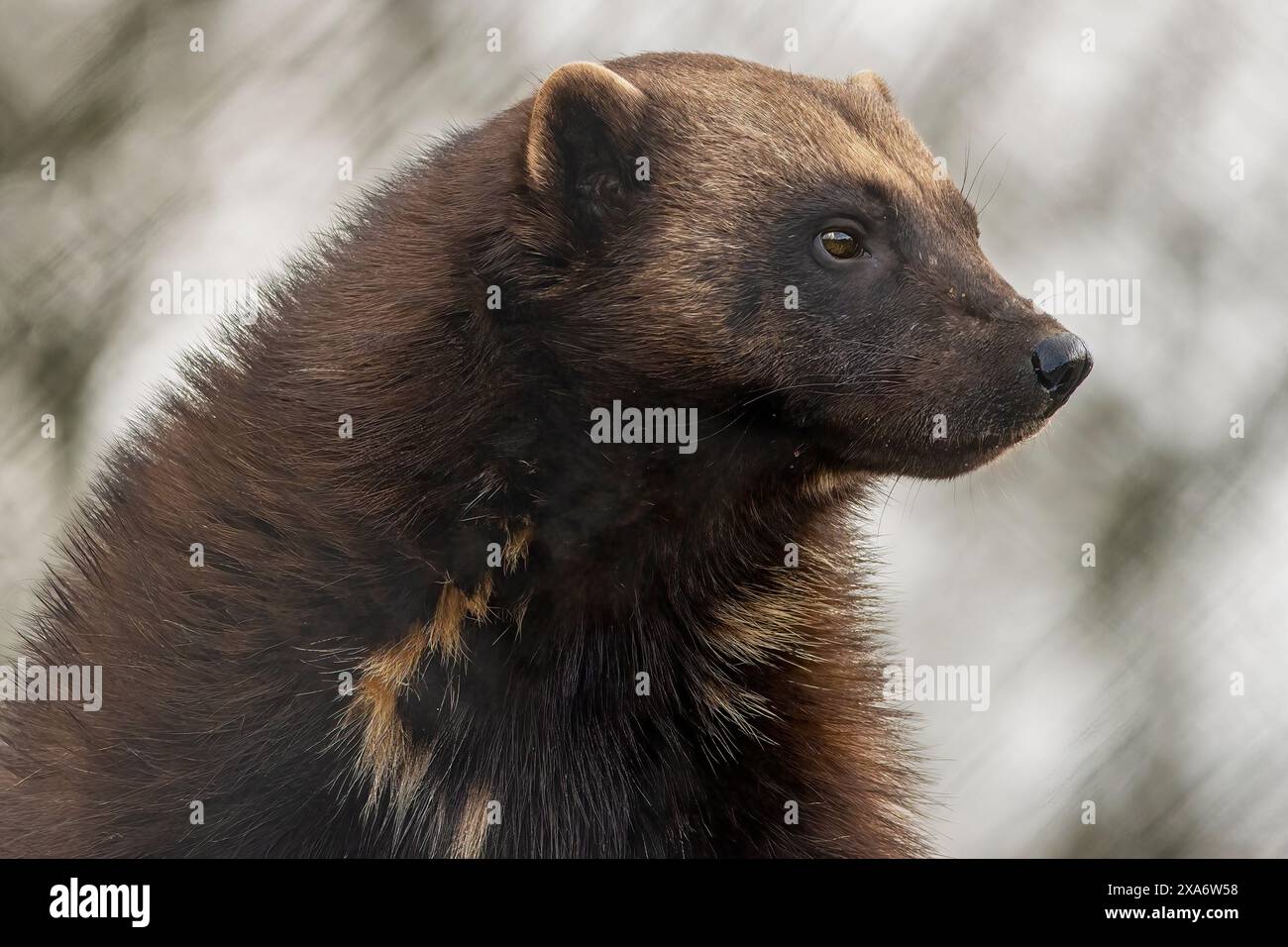 Dark hydrophobic fur hi-res stock photography and images - Alamy