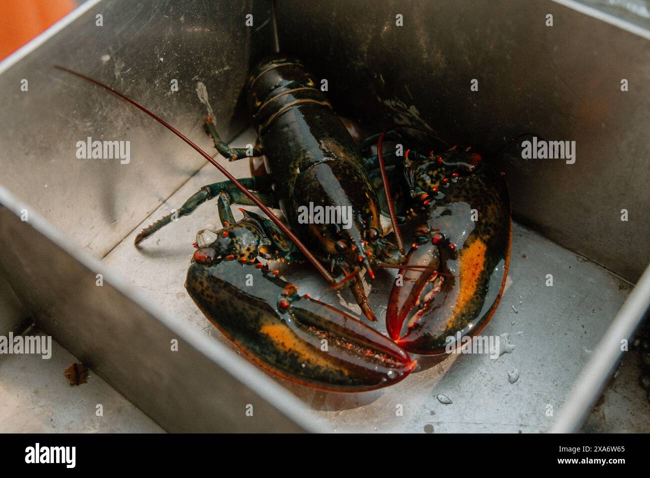 A big lobster resting in a container in the ocean Stock Photo - Alamy