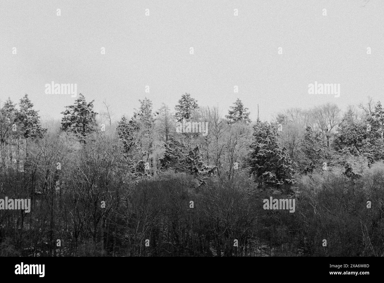A grayscale of trees of the dense forest covered in snow Stock Photo ...