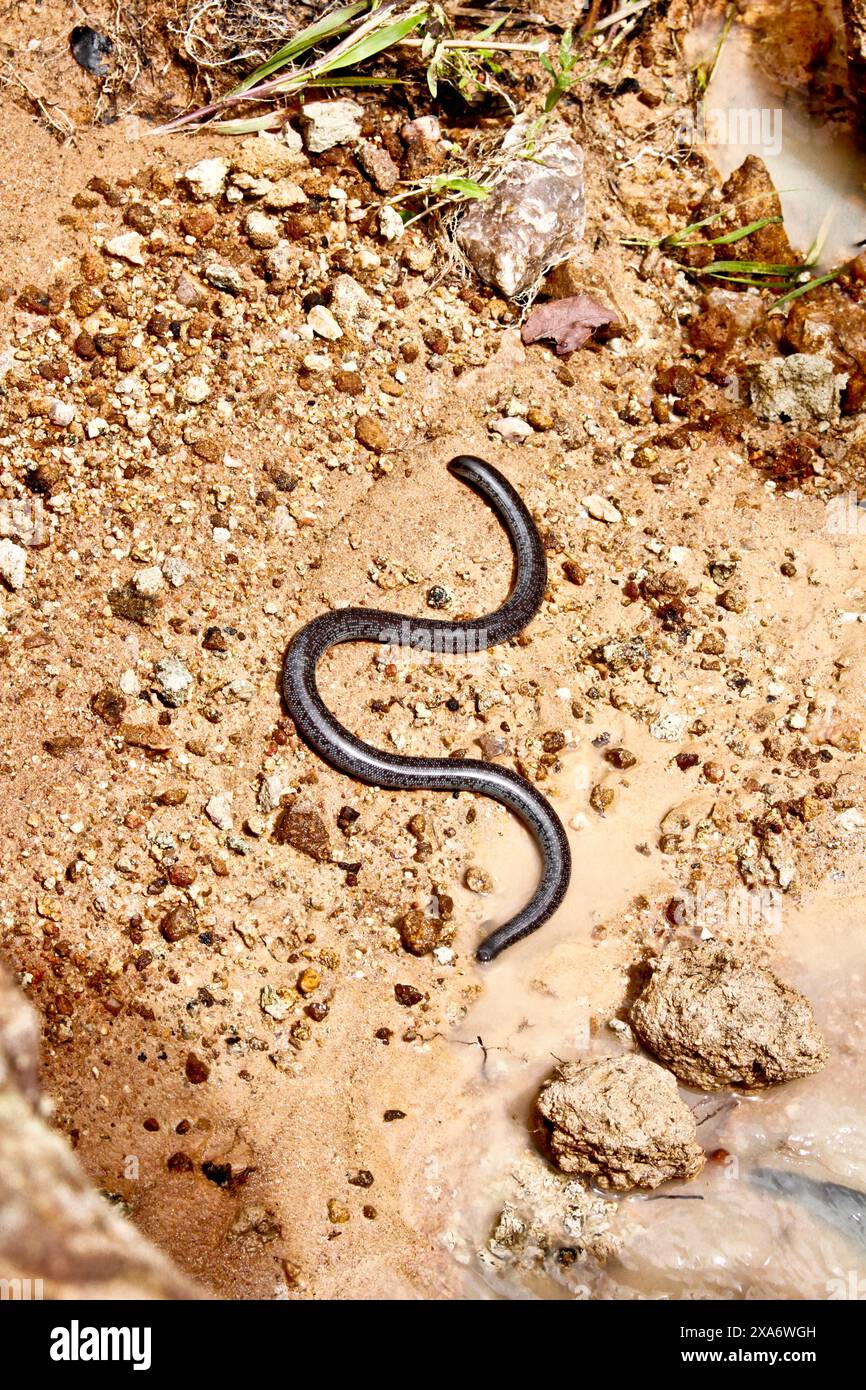 Black blind snake hi-res stock photography and images - Alamy