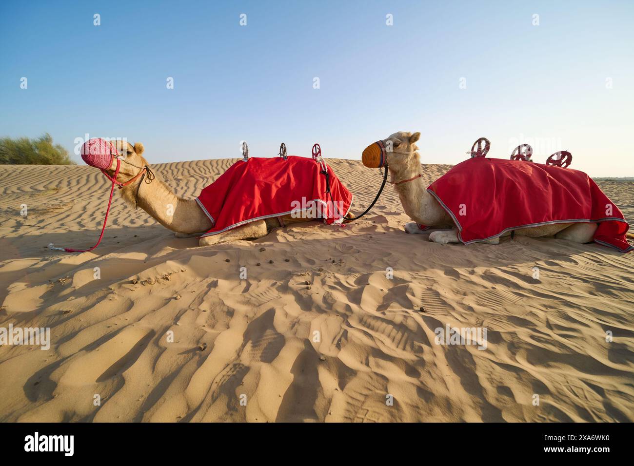 Two camels resting on a sandy dune in Dubai, UAE Stock Photo - Alamy