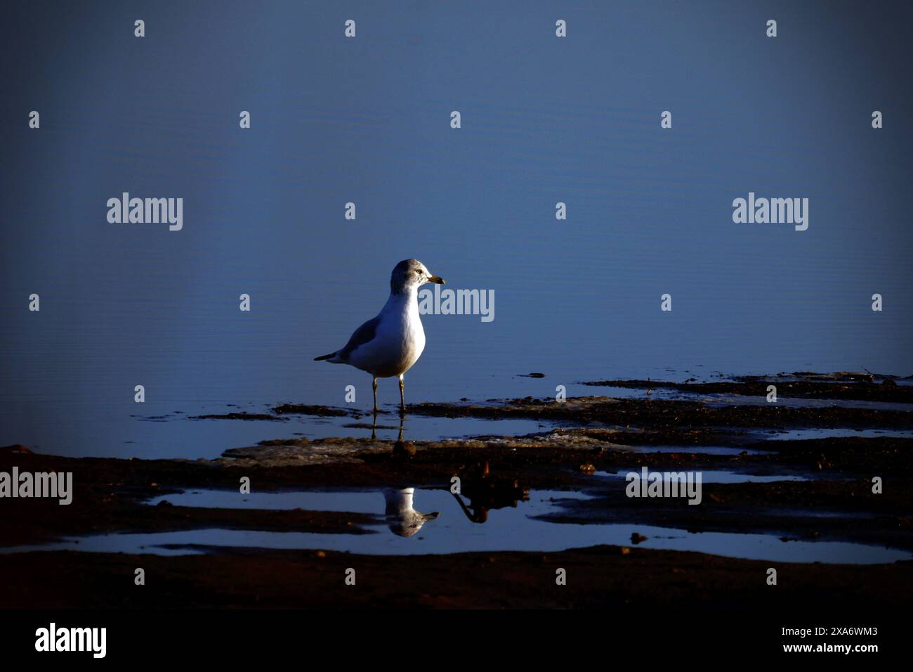 A seagull strolling on rocky shore at night Stock Photo - Alamy