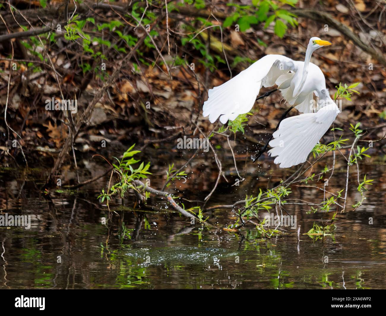 Soaring creatures hi-res stock photography and images - Alamy