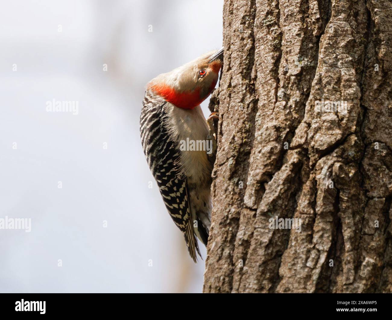 Feathered tree climber hi-res stock photography and images - Alamy