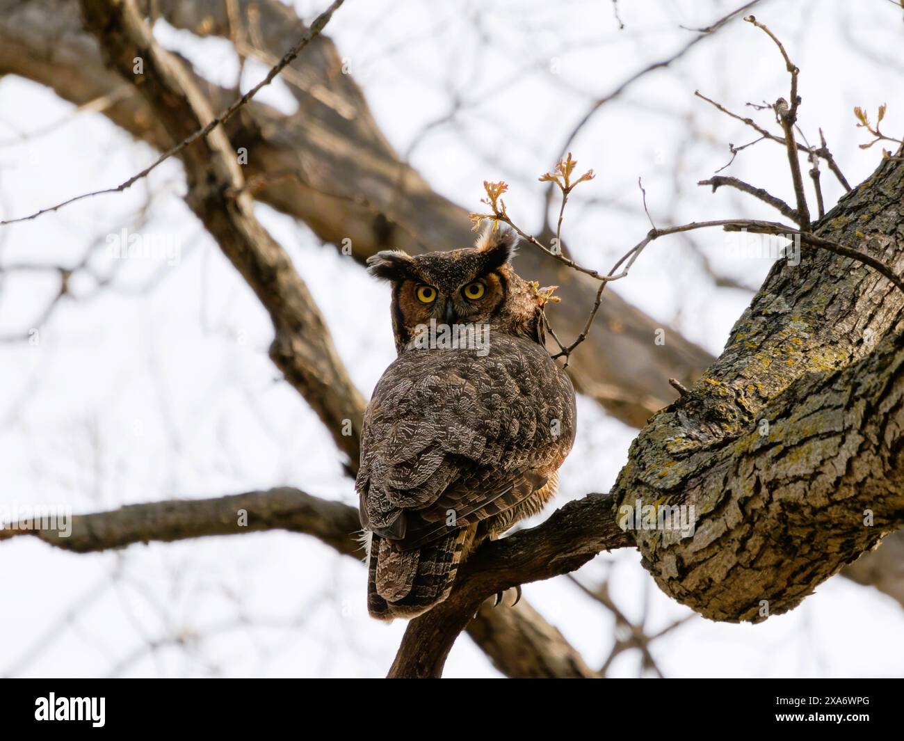 Adorable owl hi-res stock photography and images - Alamy
