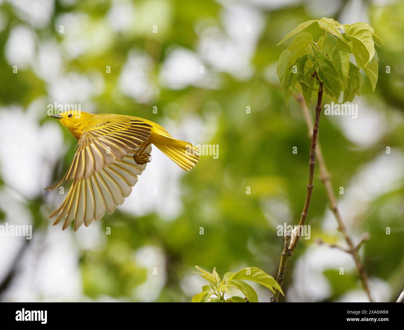 Yellow bird flying from tree branch with wings extended Stock Photo - Alamy