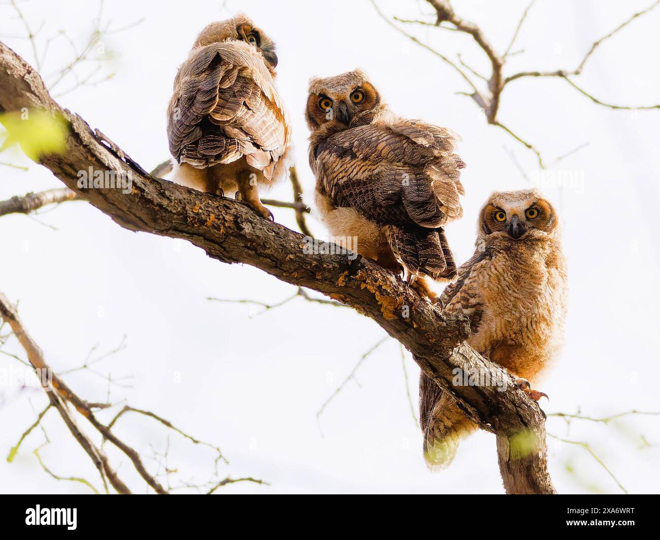 Baby owls hi-res stock photography and images - Alamy