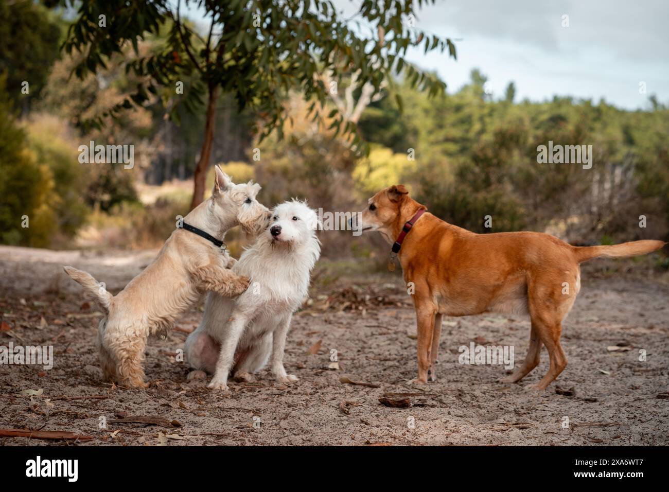 Playing and frolicking hi-res stock photography and images - Alamy