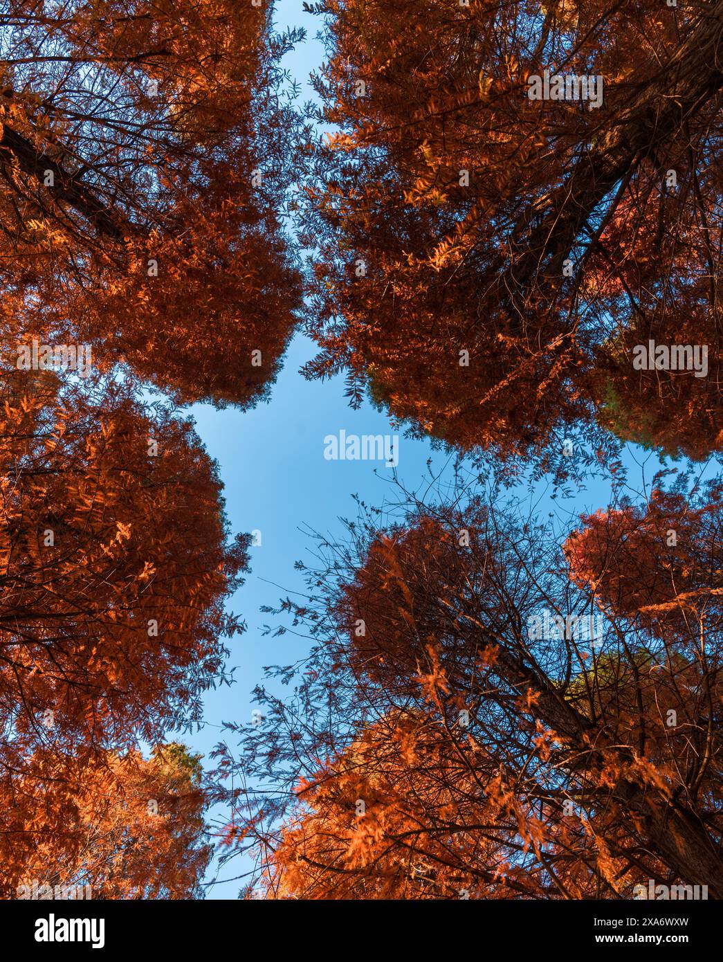 The autumn leaves on tall trees seen from below Stock Photo - Alamy