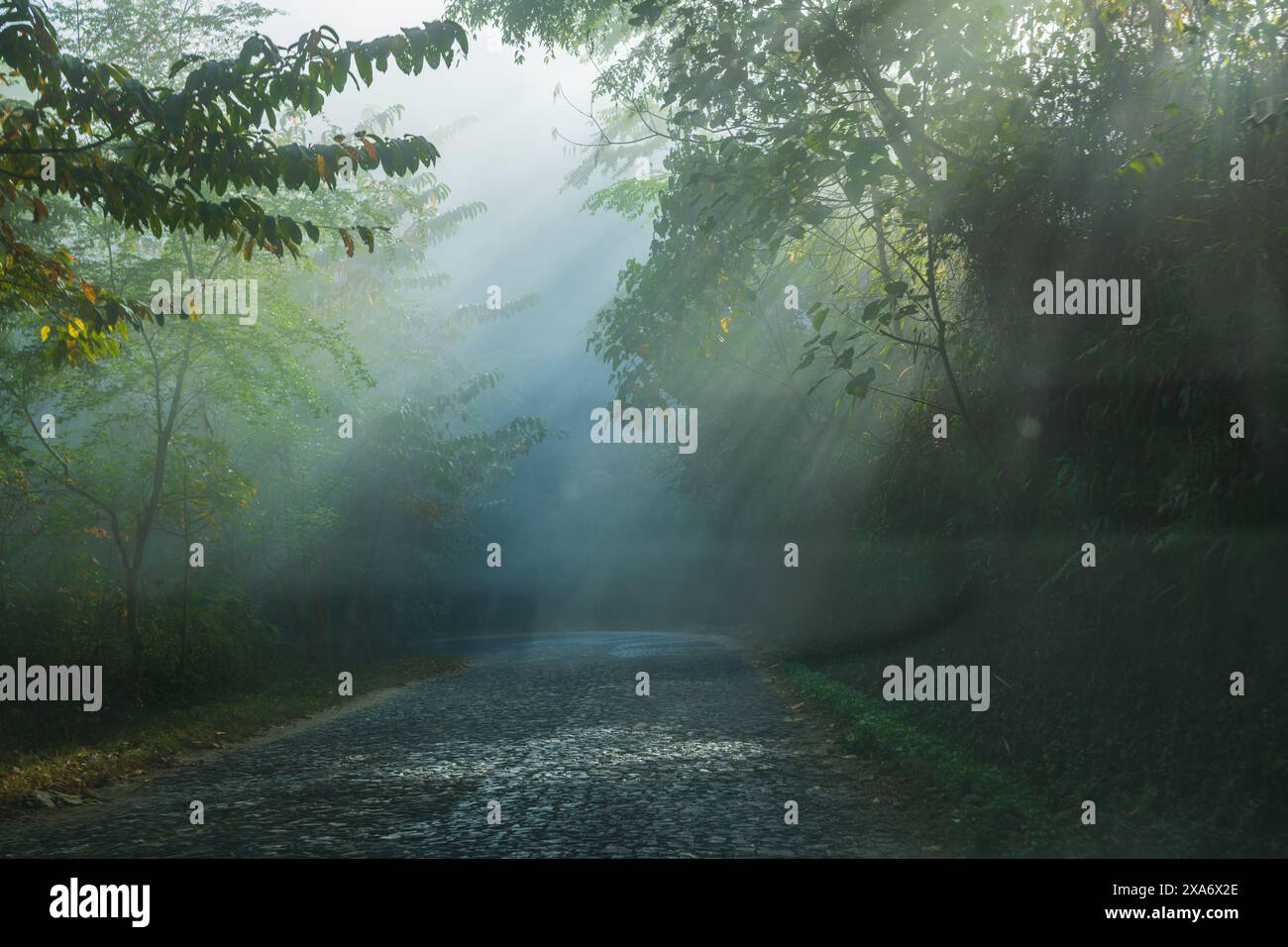 An open paved area with trees and sunlight filtering through Stock ...