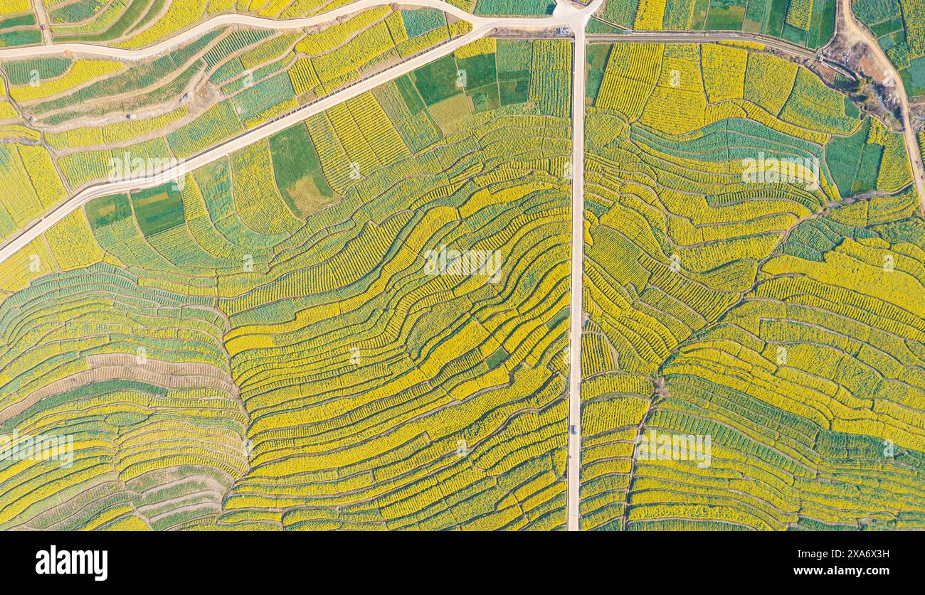 An aerial and ground views of an Asian rice field Stock Photo - Alamy