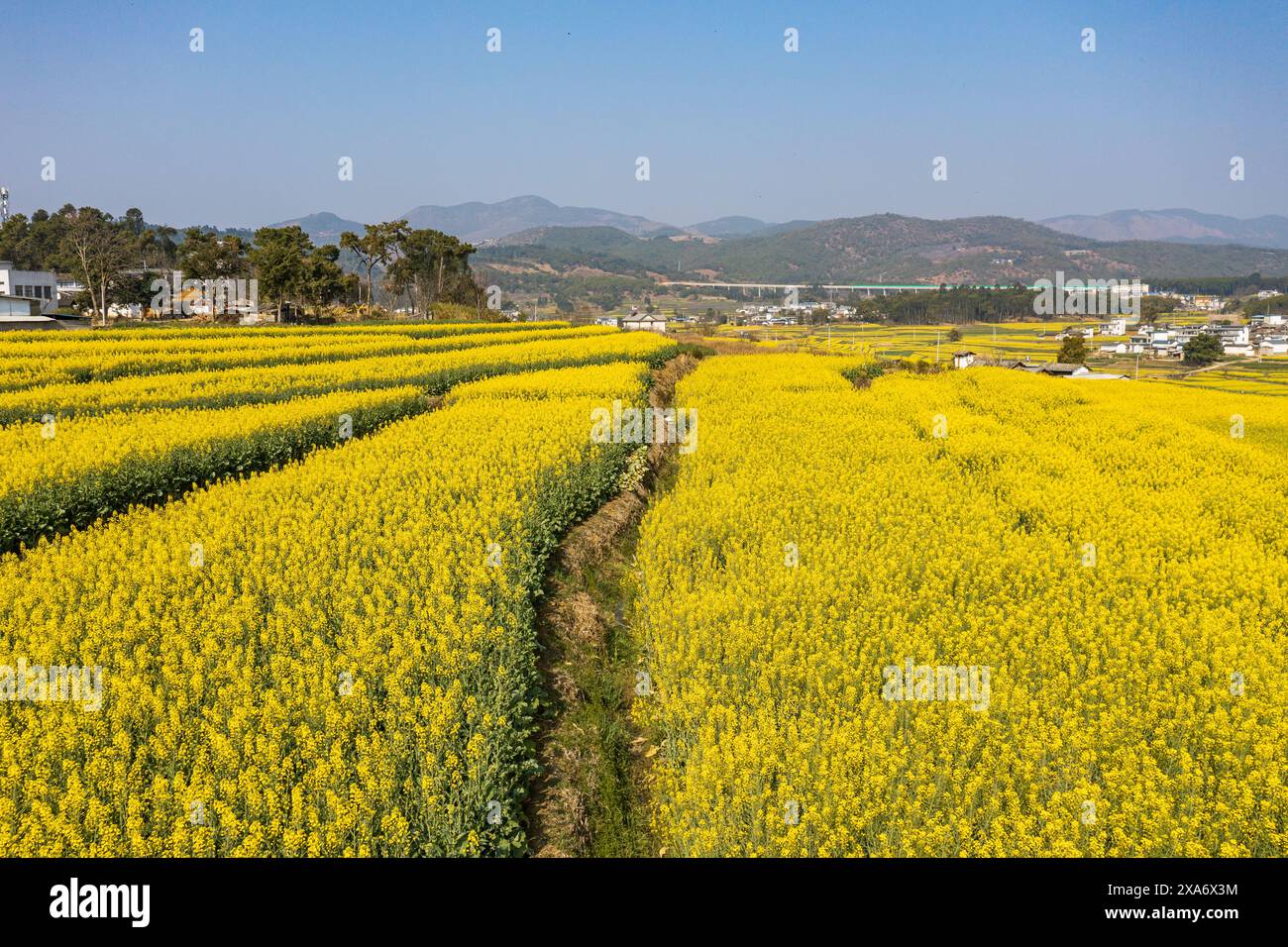 Aerial view canola fields canola hi-res stock photography and images ...