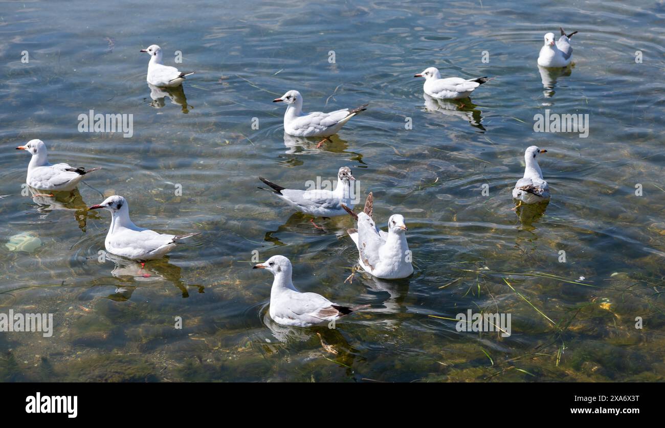 Flock seagulls feeding in water hi-res stock photography and images - Alamy