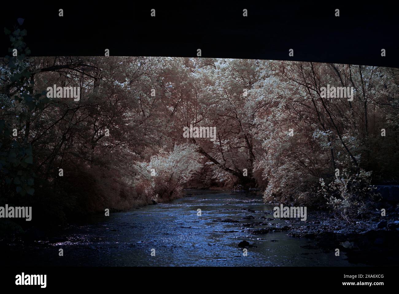 Some trees and stream in a forested area Stock Photo - Alamy