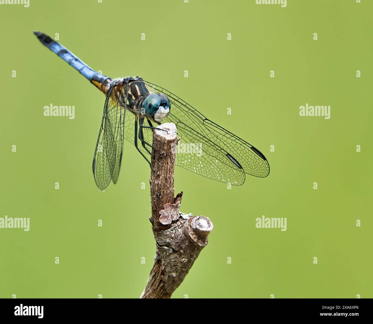 Blue dasher dragonfly wings hi-res stock photography and images - Alamy