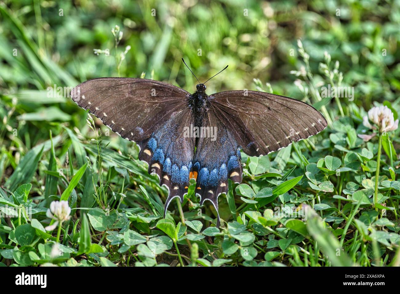 Insect swallowtail antennae hi-res stock photography and images - Alamy