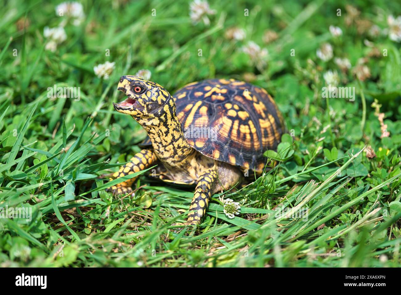 Eastern box turtle tennessee hi-res stock photography and images - Alamy